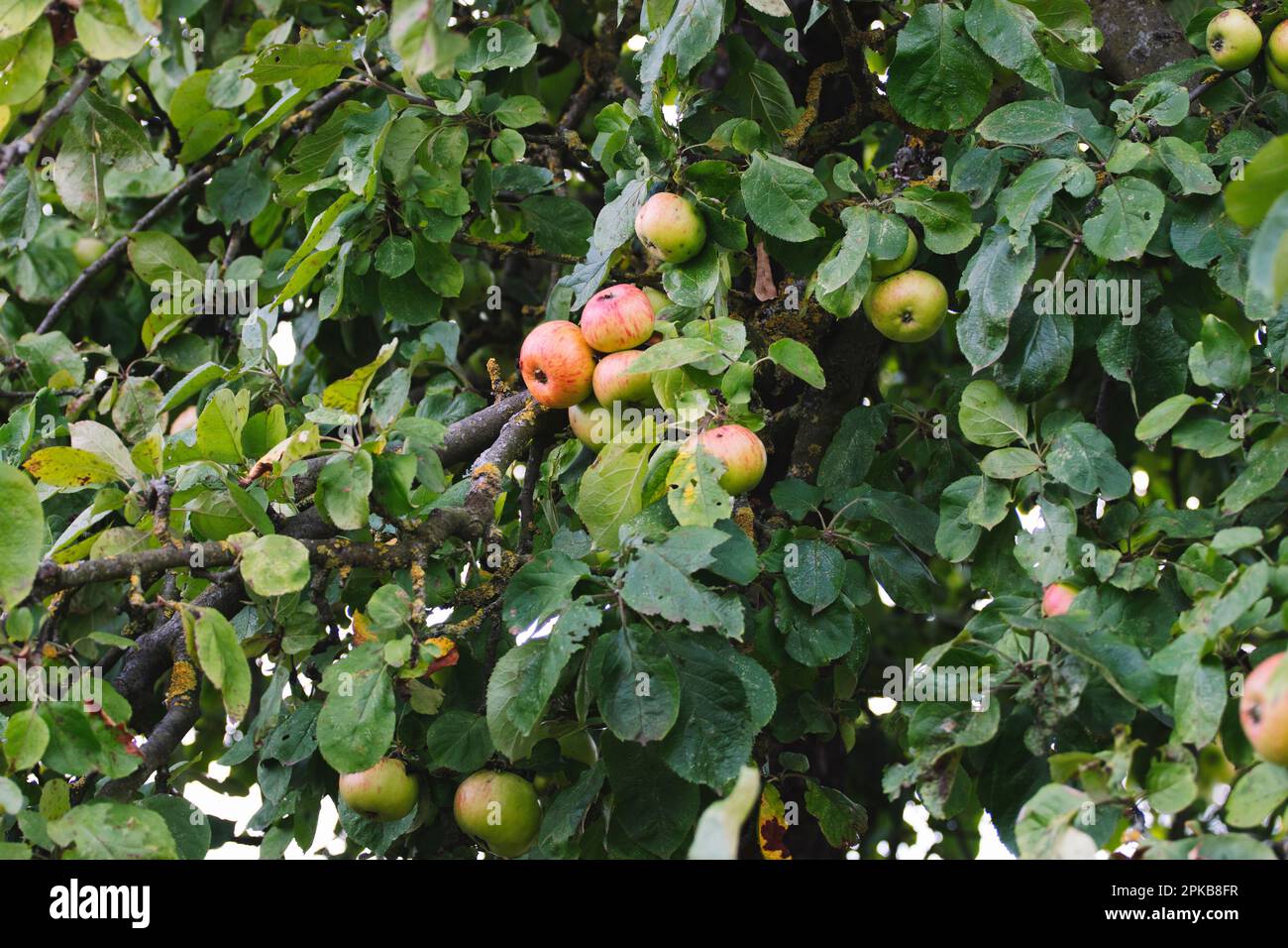Apple tree with fruits Stock Photo - Alamy