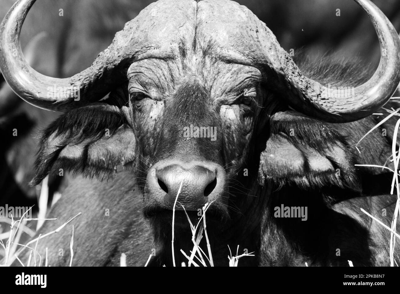 Buffalo Black and White Stock Photos & Images - Alamy