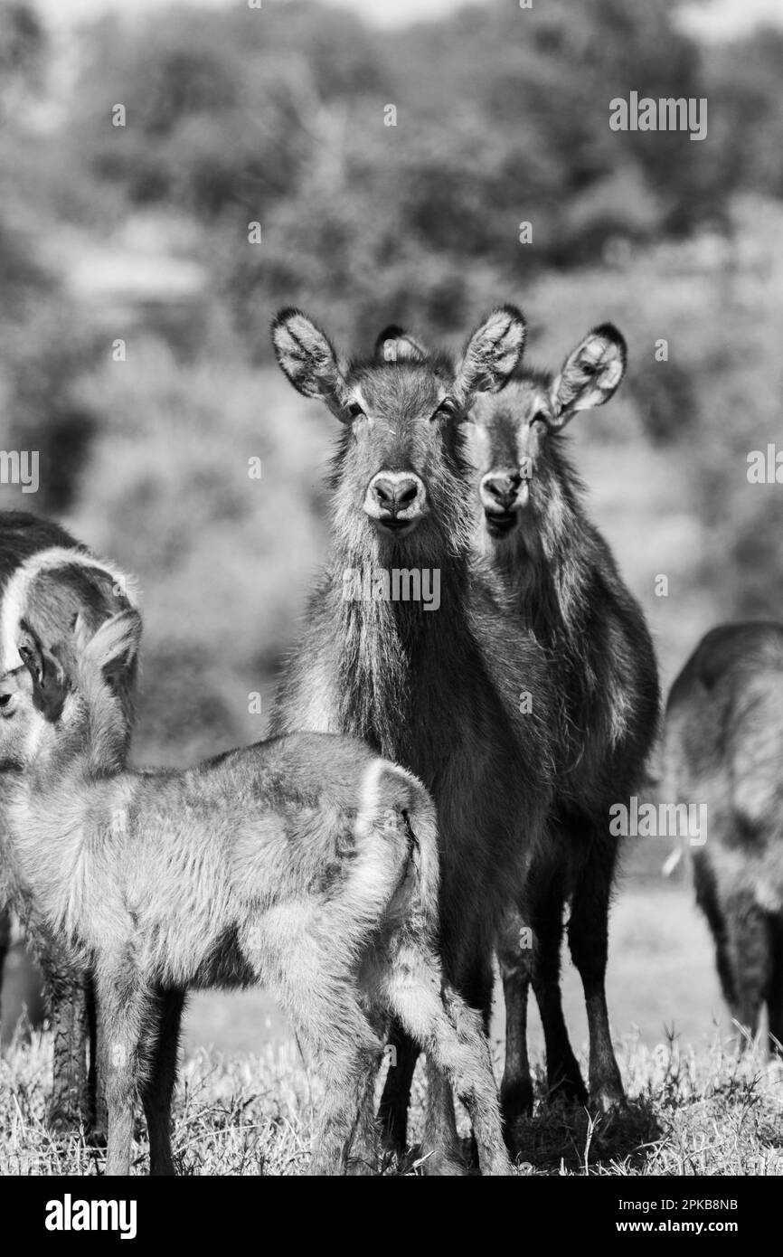 Brainless hi-res stock photography and images - Alamy