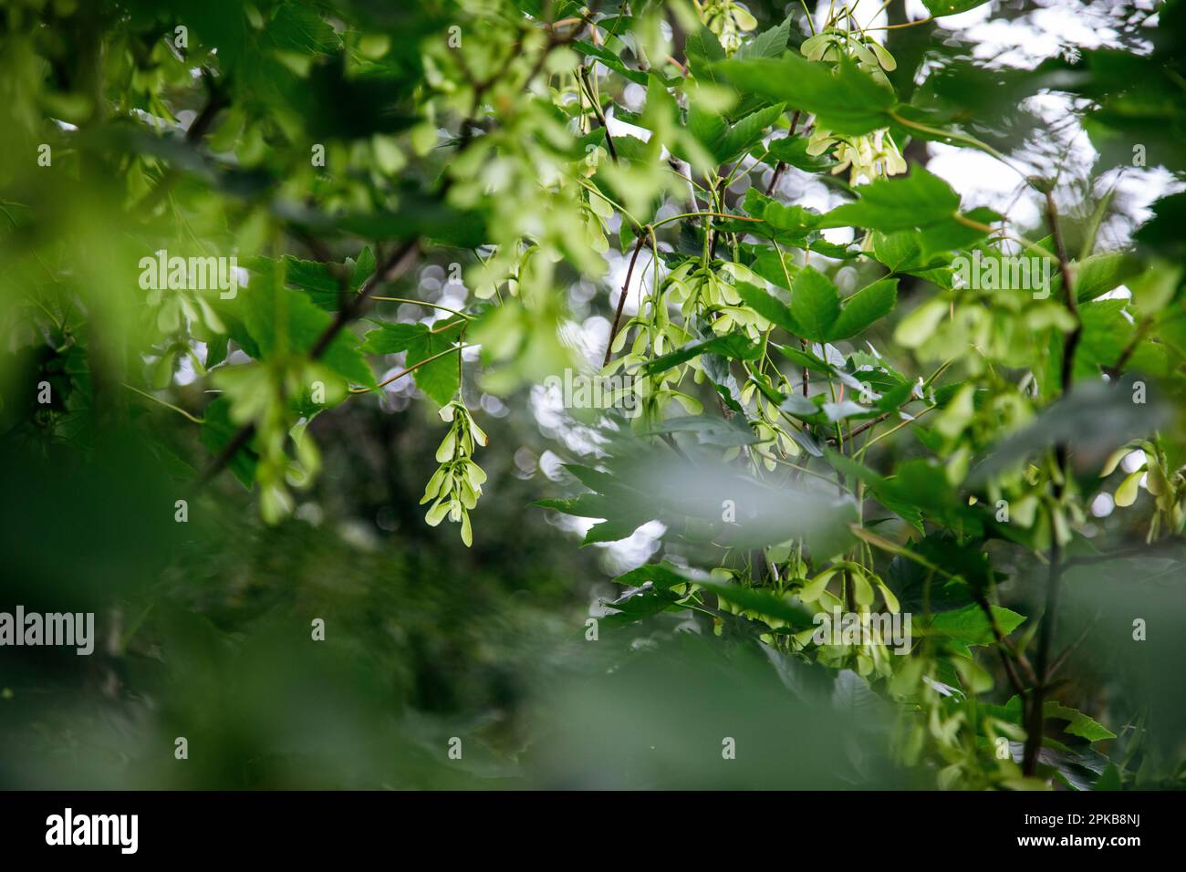 Tree top walk in Bad Iburg, Teutoburg Forest, in summer, deciduous ...