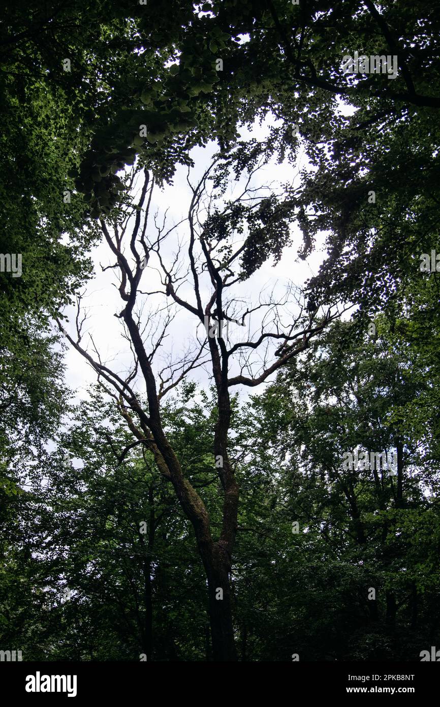 Tree top walk in Bad Iburg, Teutoburg Forest, in summer, deciduous ...