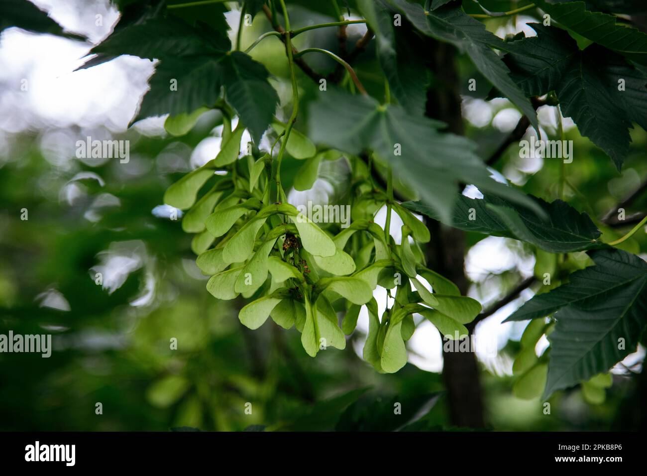 Tree top walk in Bad Iburg, Teutoburg Forest, in summer, deciduous ...