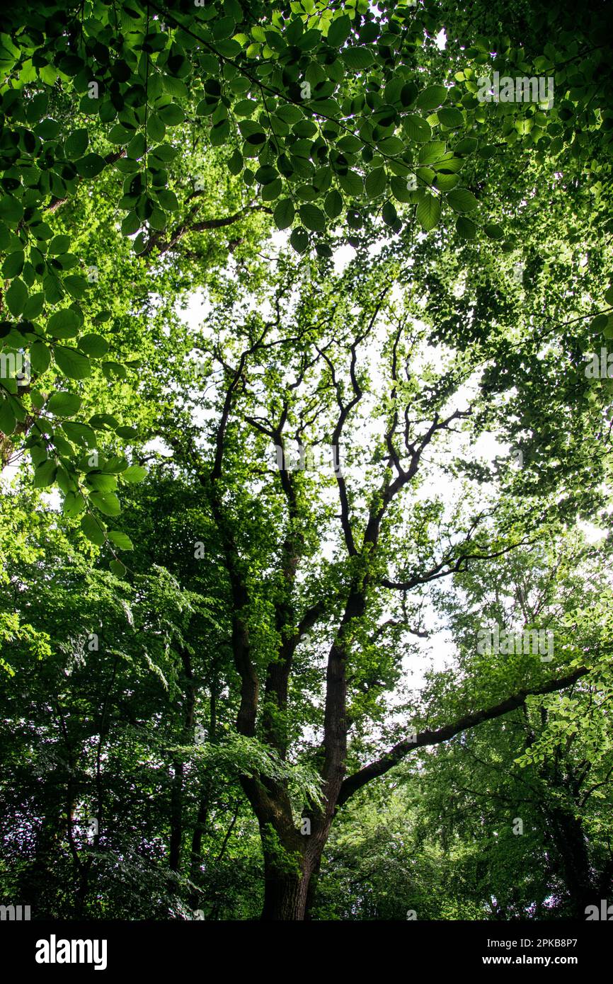 Tree top walk in Bad Iburg, Teutoburg Forest, in summer, deciduous ...