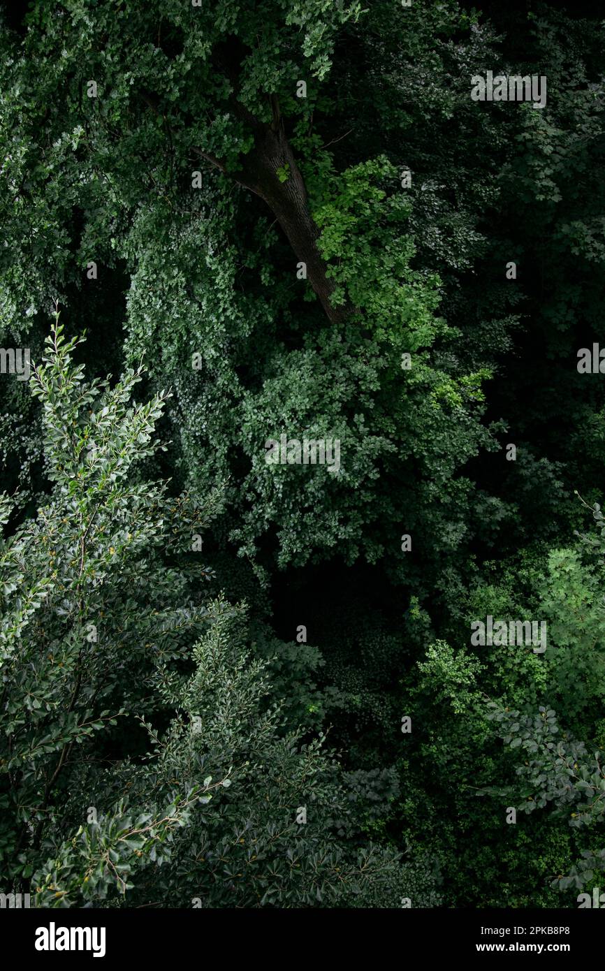 Tree top walk in Bad Iburg, Teutoburg Forest, in summer, deciduous ...