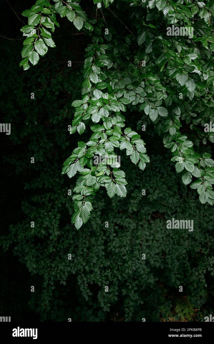 Tree top walk in Bad Iburg, Teutoburg Forest, in summer, deciduous ...