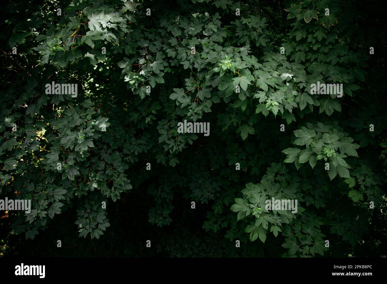 Tree top walk in Bad Iburg, Teutoburg Forest, in summer, deciduous ...