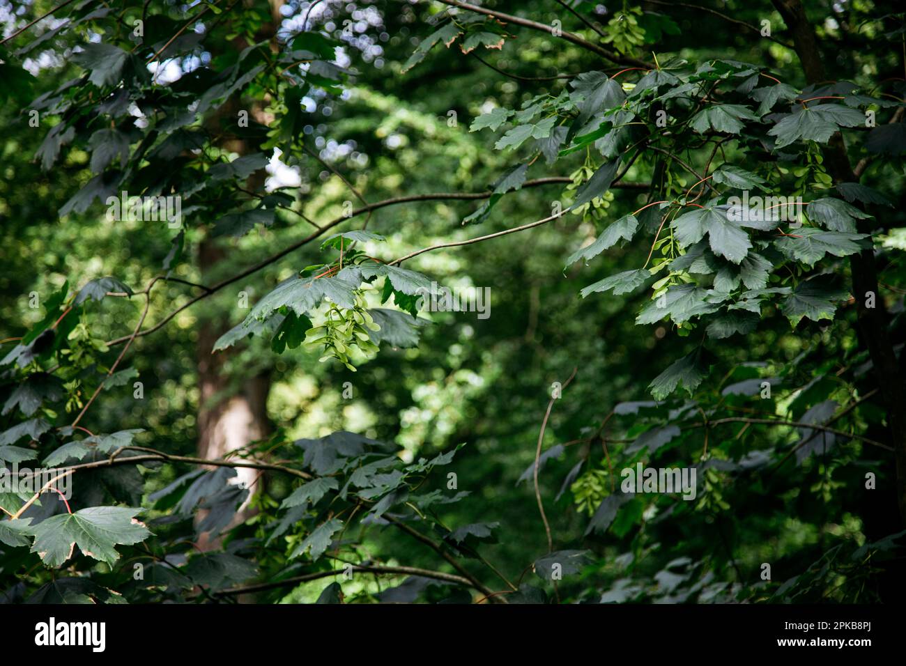 Tree top walk in Bad Iburg, Teutoburg Forest, in summer, deciduous ...