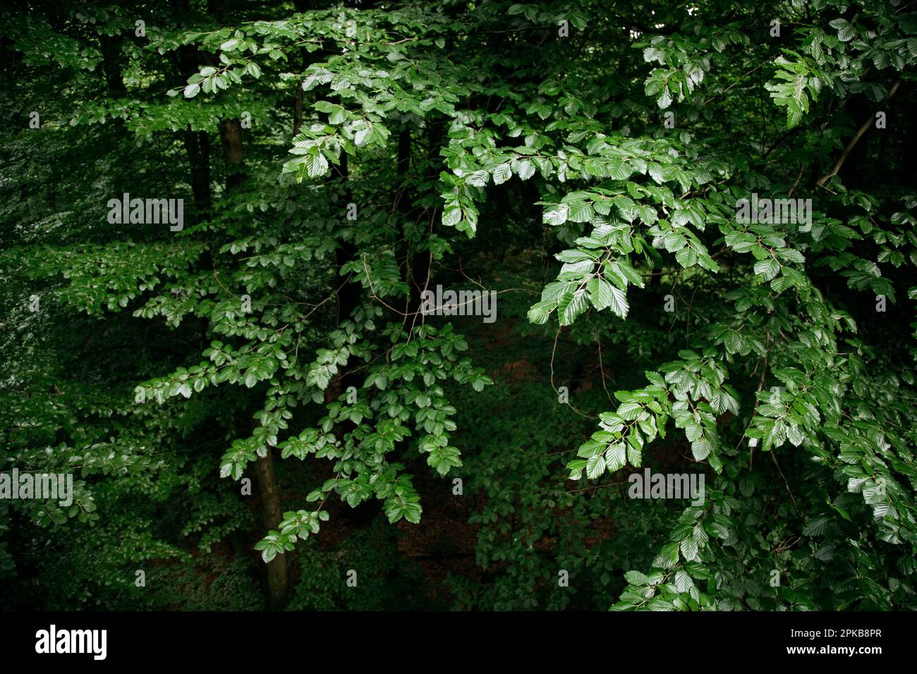 Tree top walk in Bad Iburg, Teutoburg Forest, in summer, deciduous ...