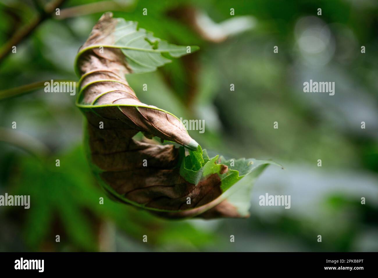 Tree top walk in Bad Iburg, Teutoburg Forest, in summer, deciduous ...