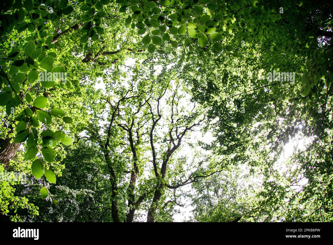Tree top walk in Bad Iburg, Teutoburg Forest, in summer, deciduous ...