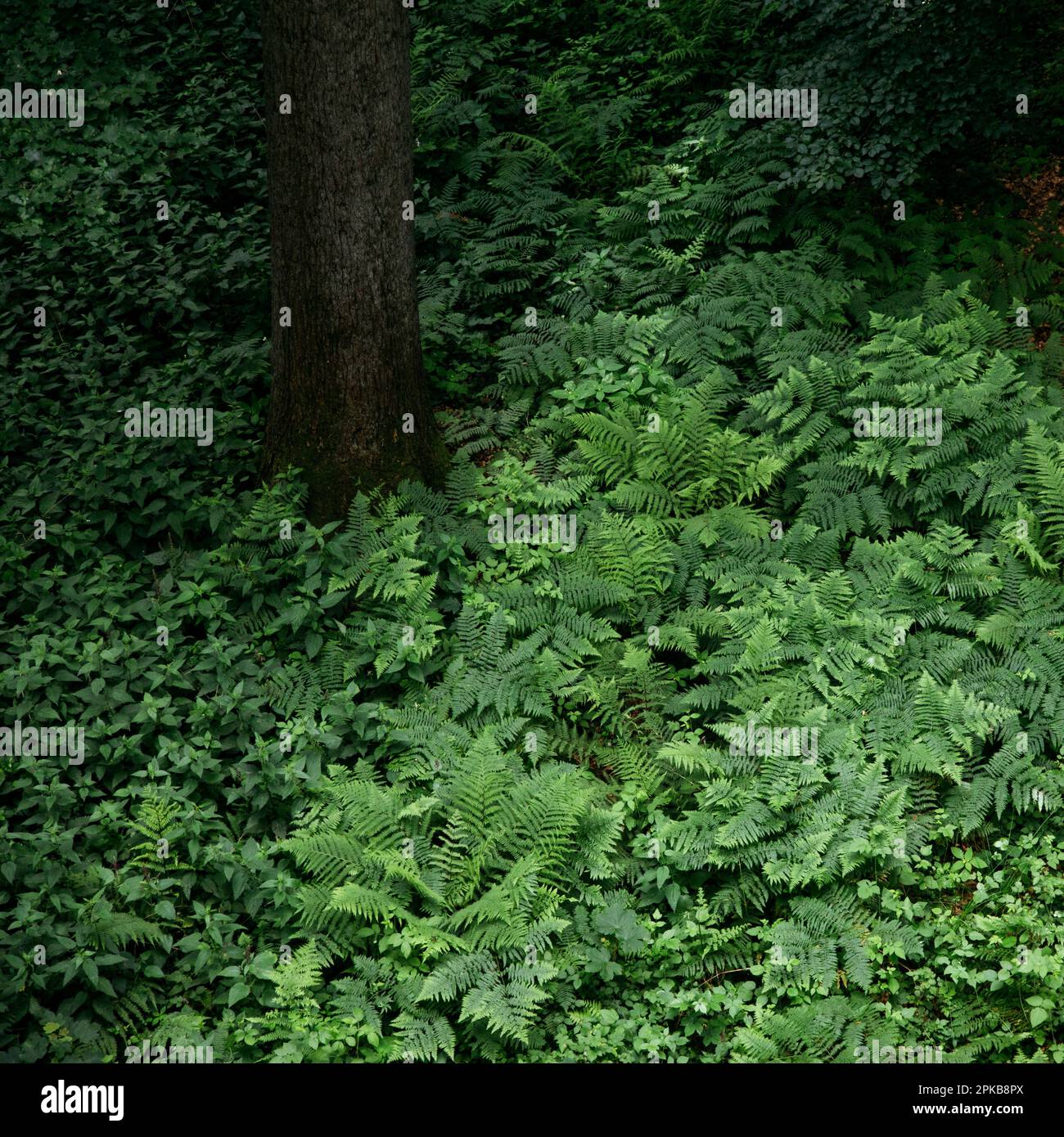 Tree top walk in Bad Iburg, Teutoburg Forest, in summer, deciduous ...