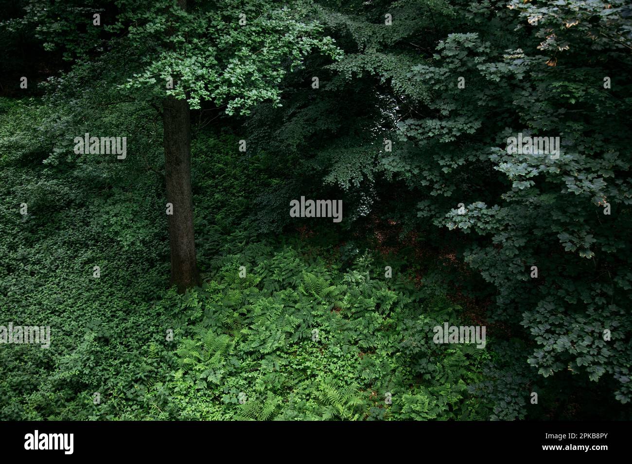 Tree top walk in Bad Iburg, Teutoburg Forest, in summer, deciduous ...
