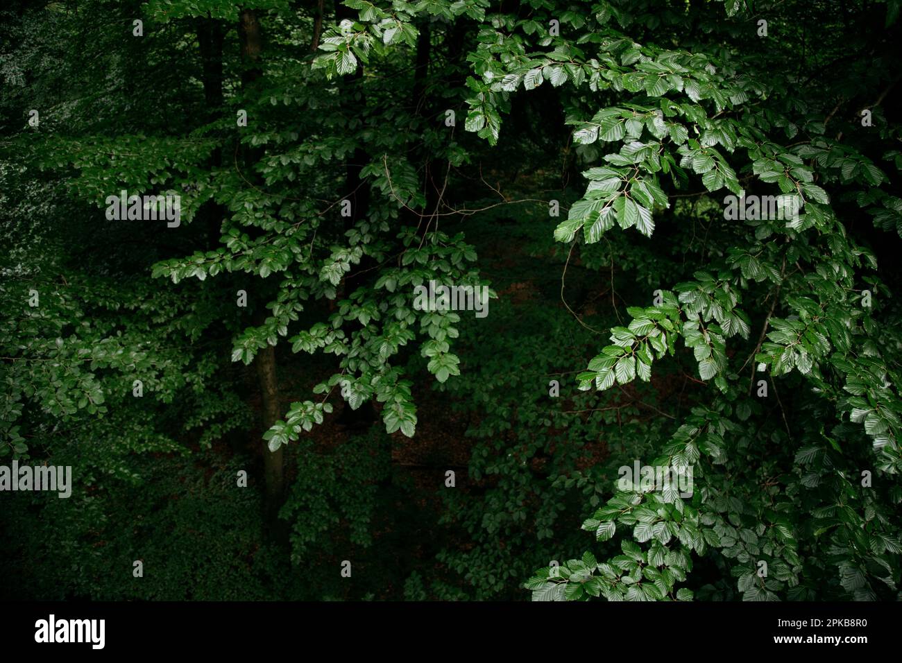 Tree top walk in Bad Iburg, Teutoburg Forest, in summer, deciduous ...