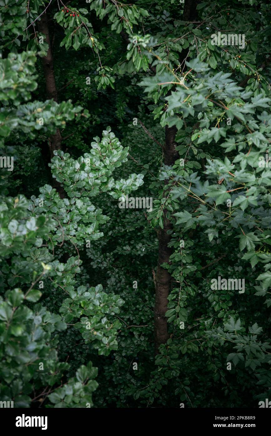 Tree top walk in Bad Iburg, Teutoburg Forest, in summer, deciduous ...