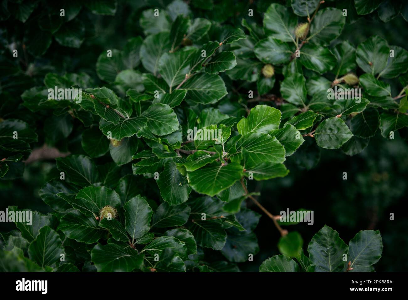 Tree top walk in Bad Iburg, Teutoburg Forest, in summer, deciduous ...