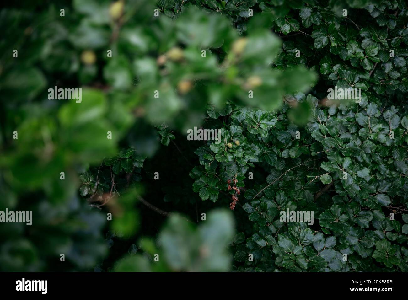 Tree top walk in Bad Iburg, Teutoburg Forest, in summer, deciduous ...