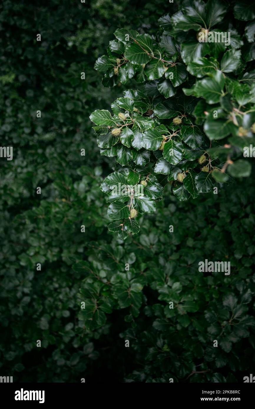 Tree top walk in Bad Iburg, Teutoburg Forest, in summer, deciduous ...