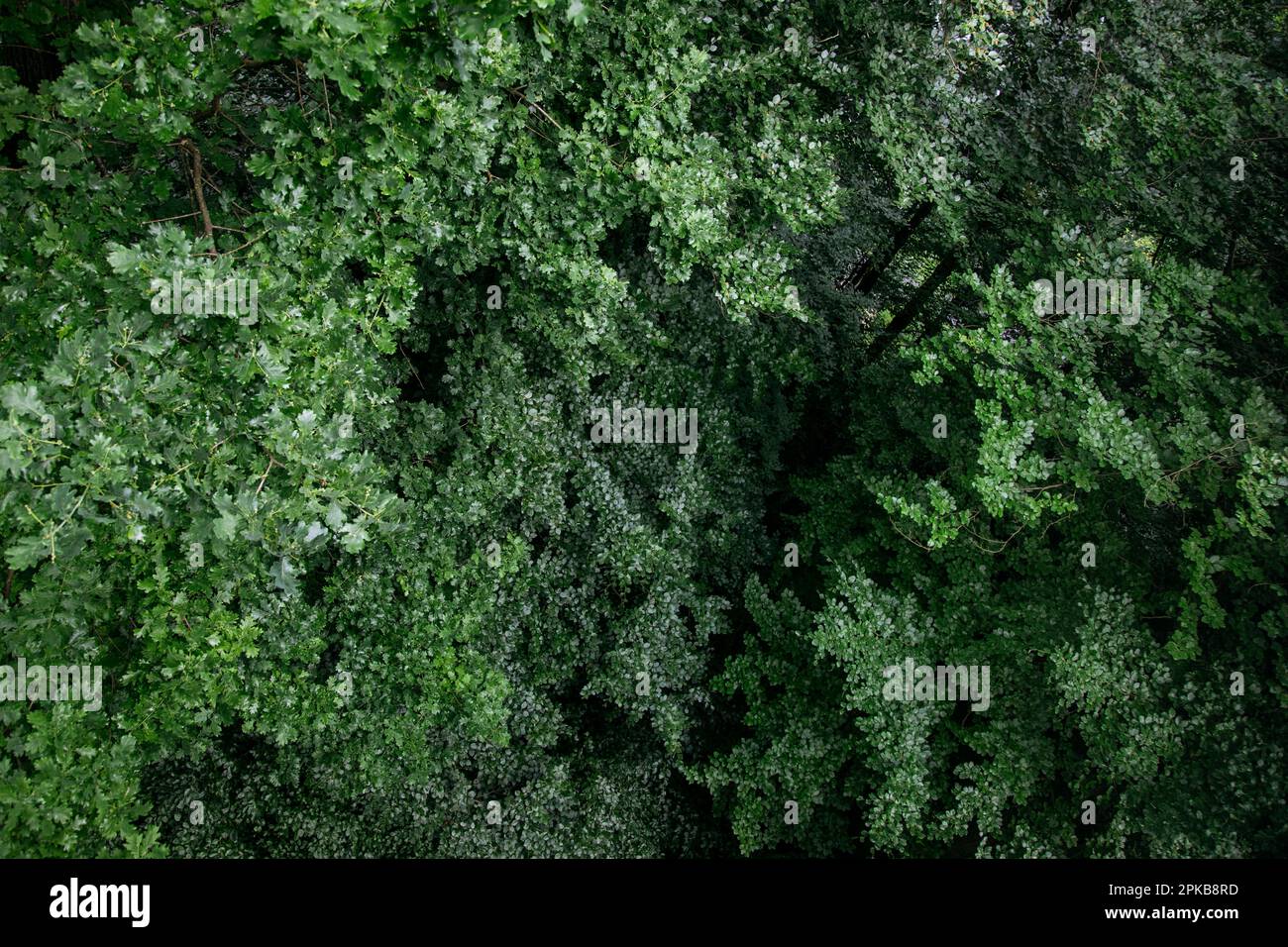 Tree top walk in Bad Iburg, Teutoburg Forest, in summer, deciduous ...