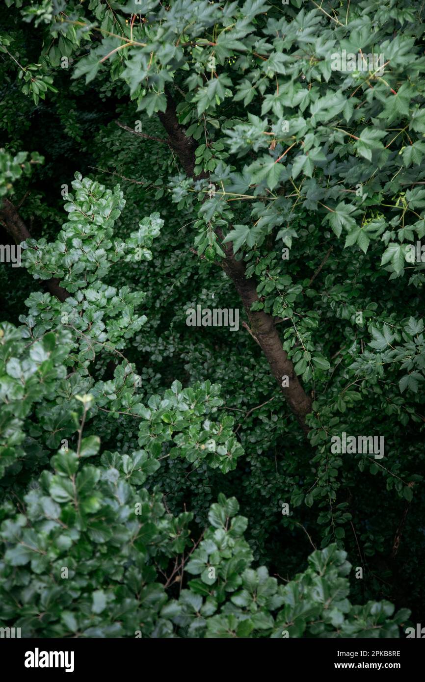 Tree top walk in Bad Iburg, Teutoburg Forest, in summer, deciduous ...
