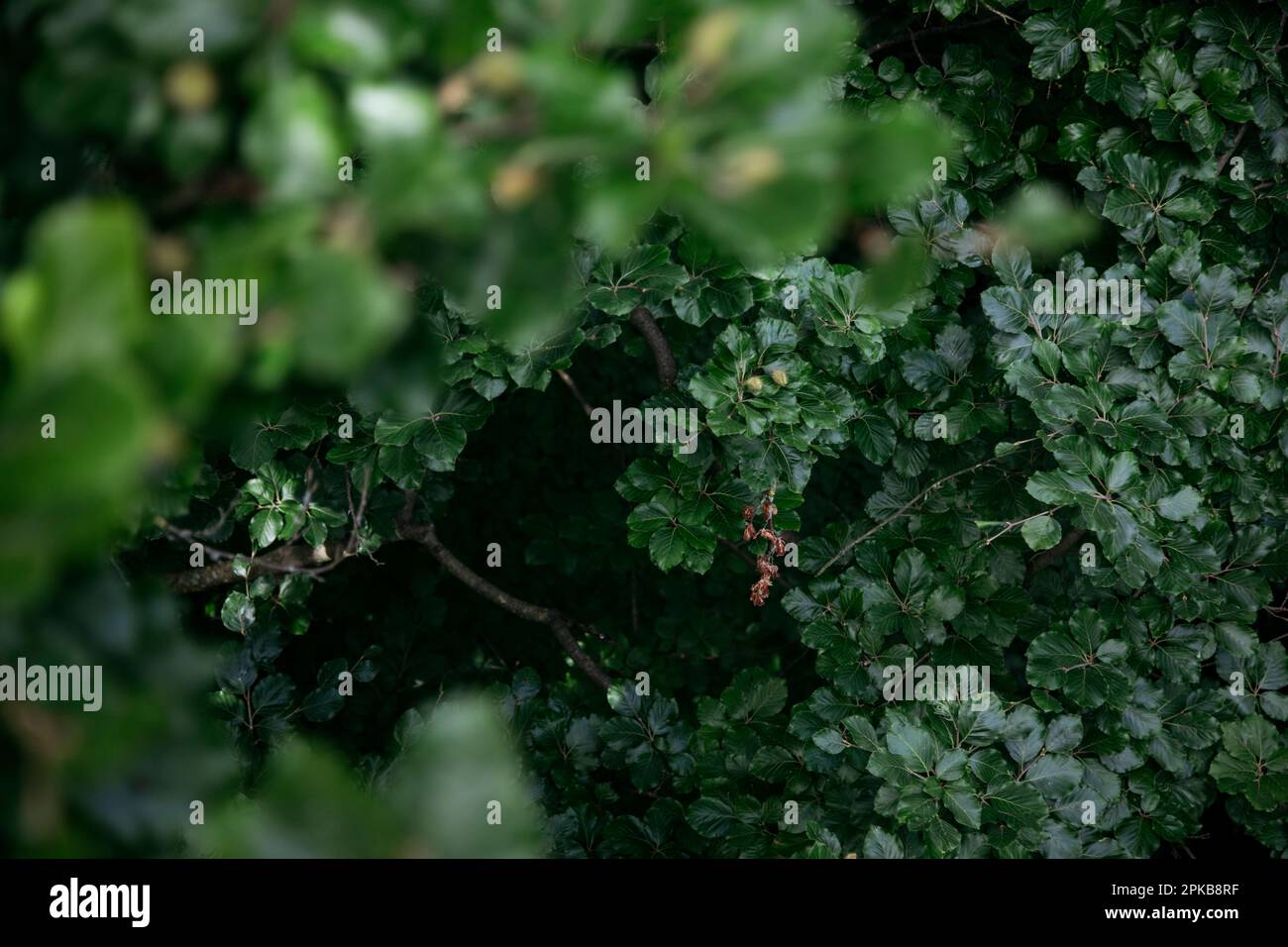 Tree top walk in Bad Iburg, Teutoburg Forest, in summer, deciduous ...