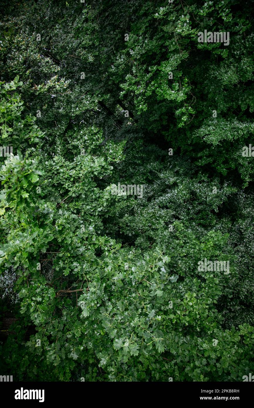 Tree top walk in Bad Iburg, Teutoburg Forest, in summer, deciduous ...