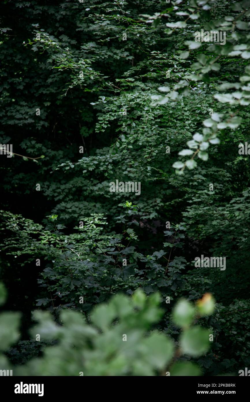 Tree top walk in Bad Iburg, Teutoburg Forest, in summer, deciduous ...