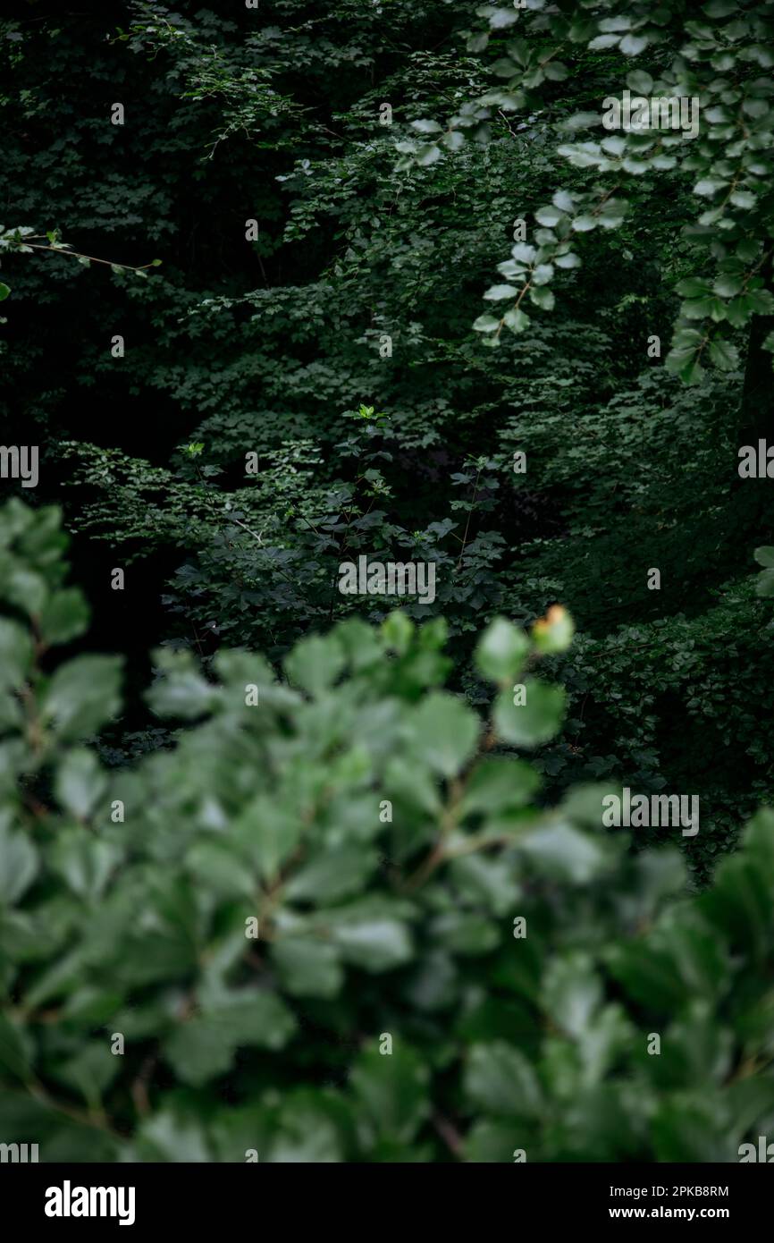 Tree top walk in Bad Iburg, Teutoburg Forest, in summer, deciduous ...