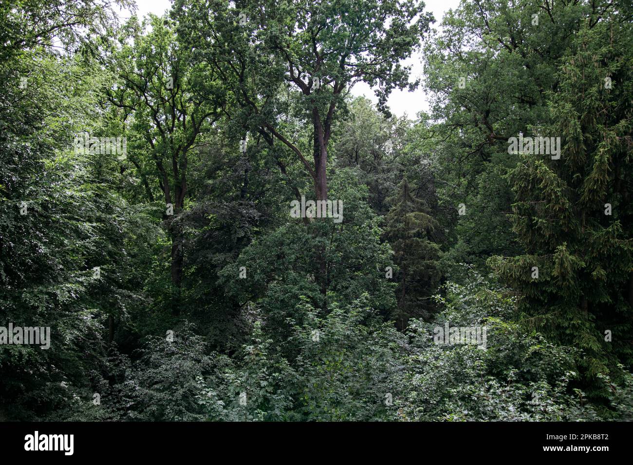 Tree top walk in Bad Iburg, Teutoburg Forest, in summer, deciduous ...