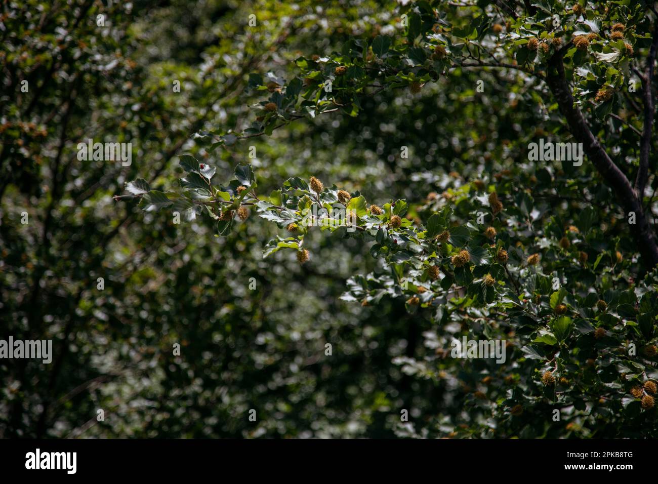 Tree top walk in Bad Iburg, Teutoburg Forest, in summer, deciduous ...