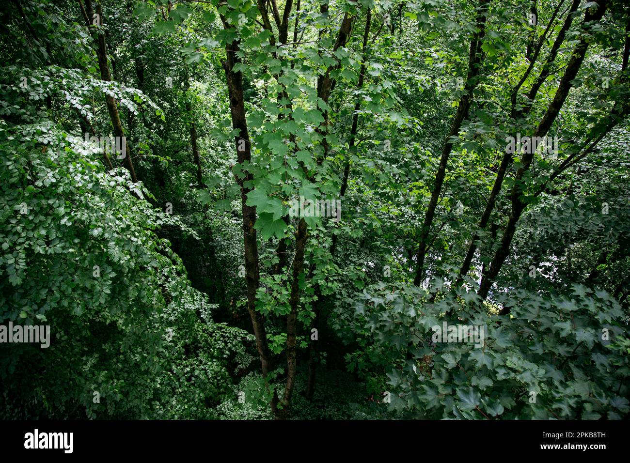 Tree top walk in Bad Iburg, Teutoburg Forest, in summer, deciduous ...