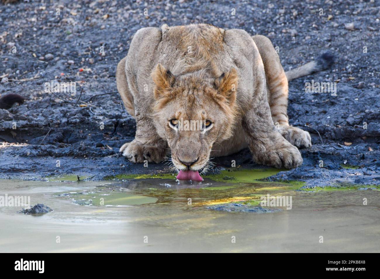 Lio africa hi-res stock photography and images - Alamy