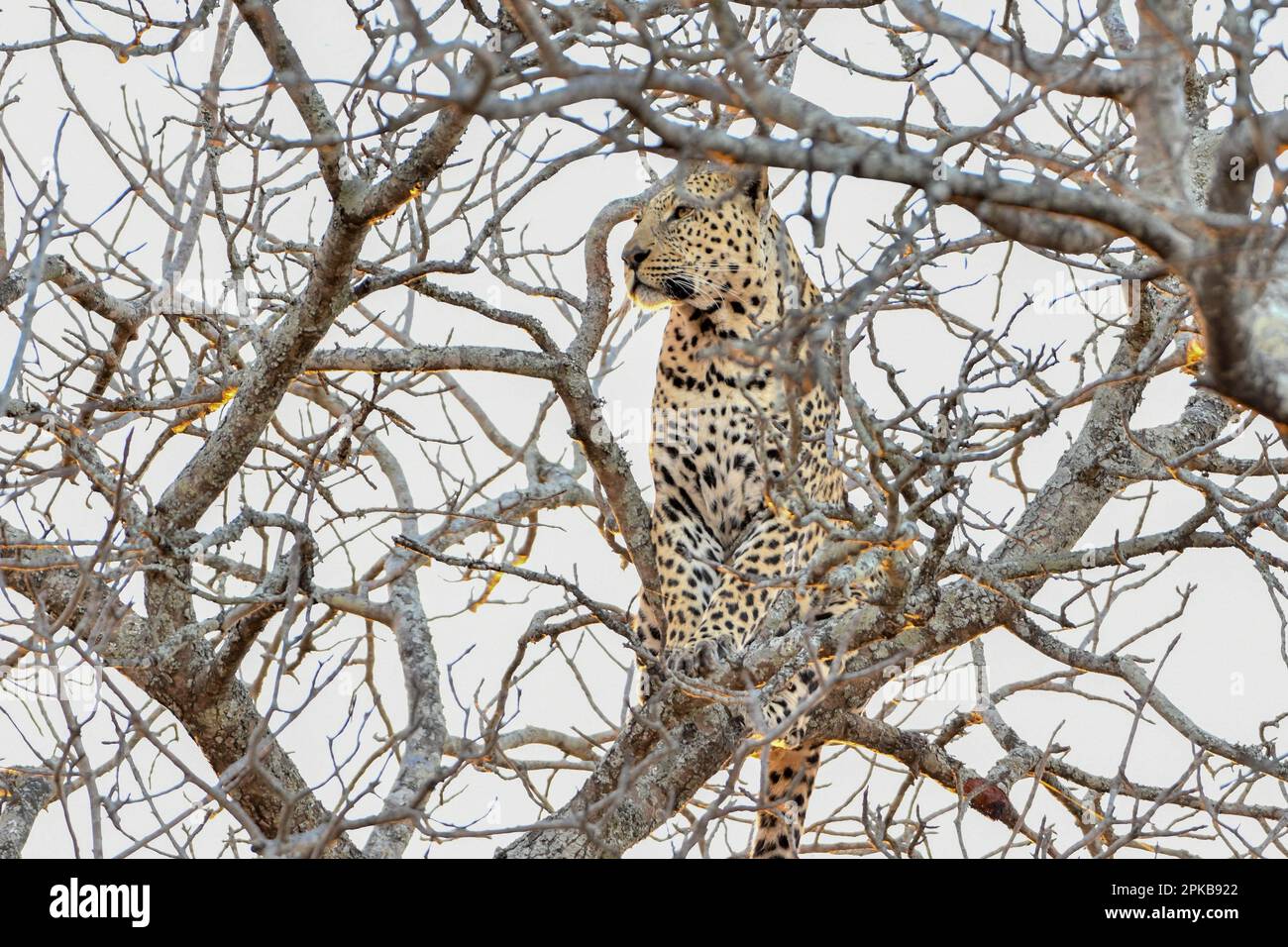 Lion hunt elephant hi-res stock photography and images - Alamy