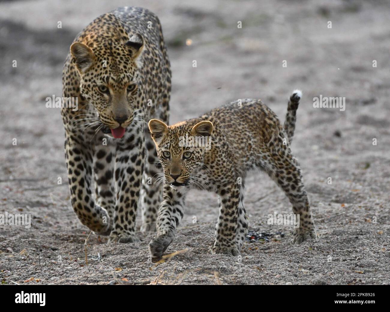 Mother Leopard and her baby Stock Photo - Alamy