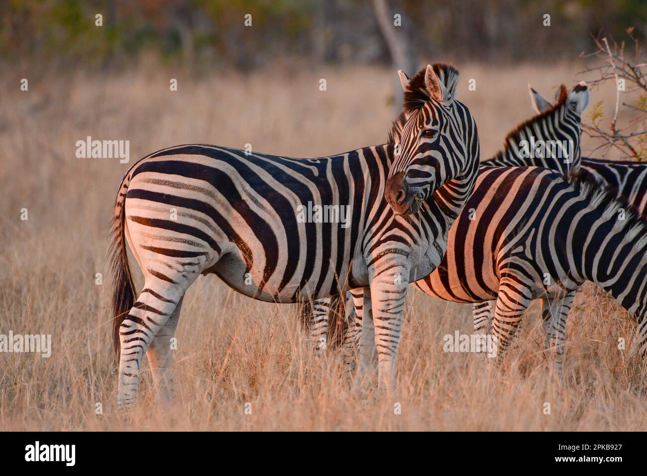 Beautiful Zebra staring off into the sunset Stock Photo - Alamy