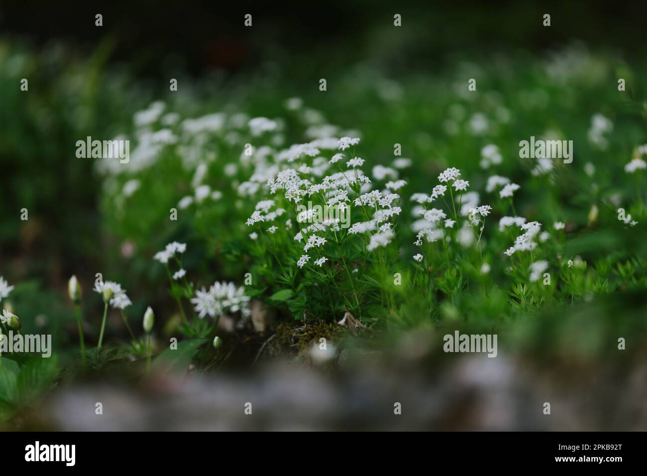 Woodruff healing hi-res stock photography and images - Alamy