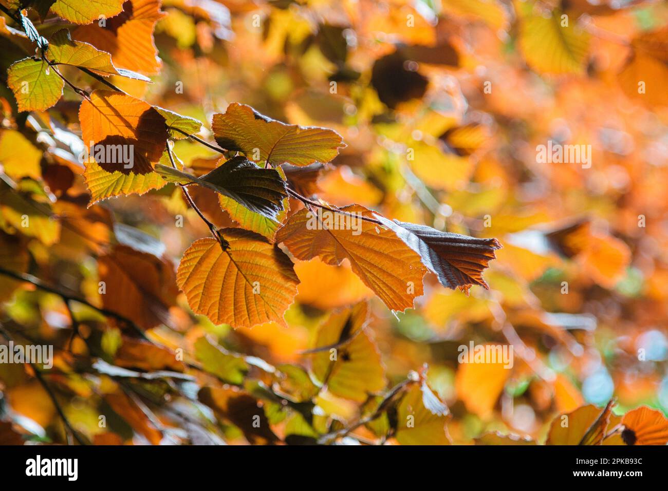Beech trees in spring Stock Photo - Alamy