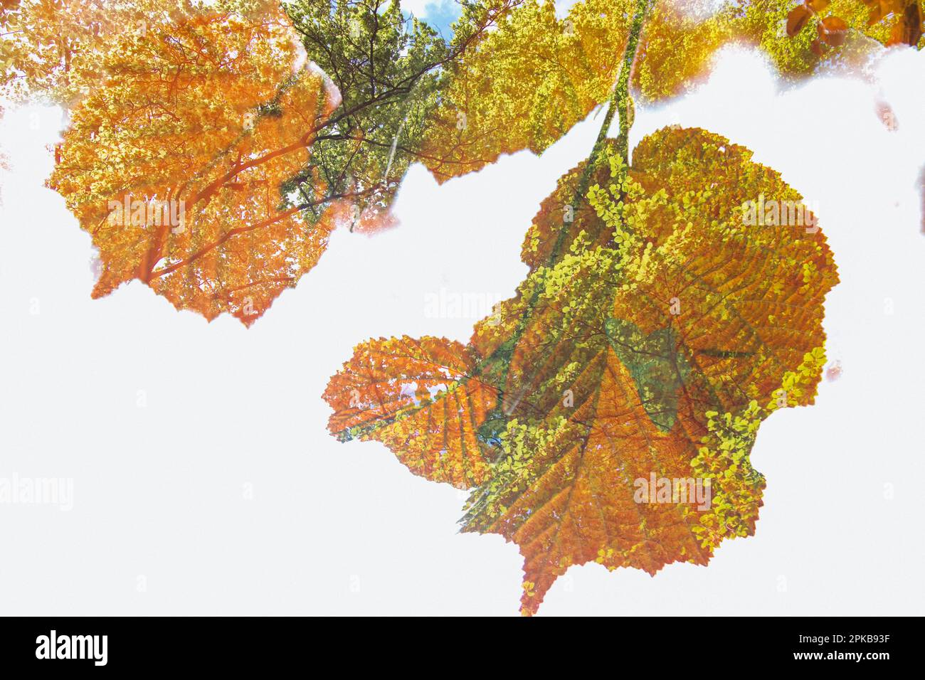 Blood beech hi-res stock photography and images - Alamy