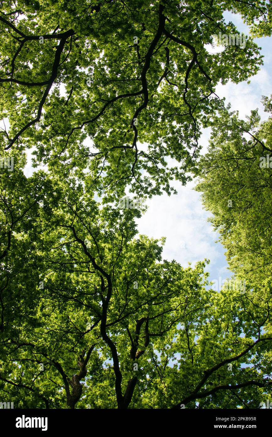 Beech trees in spring Stock Photo - Alamy