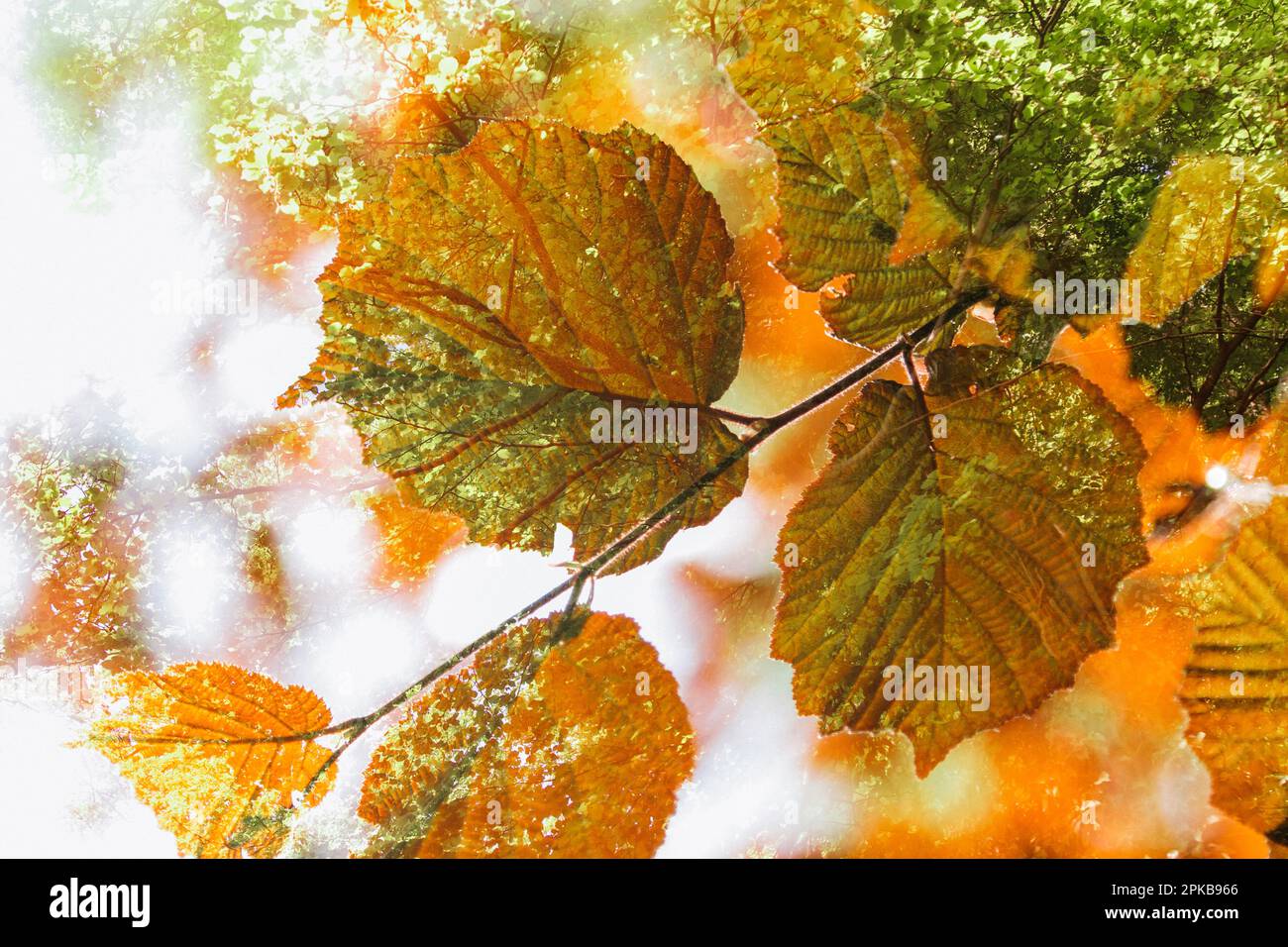 Blood beech hi-res stock photography and images - Alamy