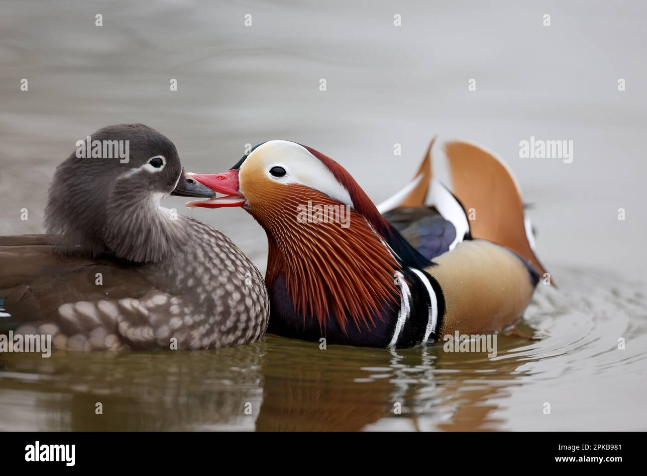 Mandarin ducks in a park in Paris, Ile de France, France Stock Photo ...