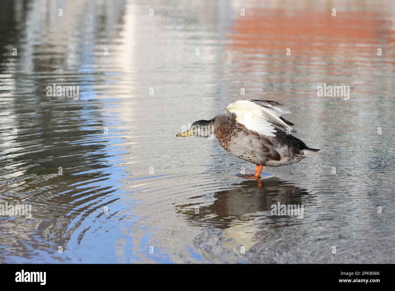 Mallard duck in a park in Paris, Ile de France, France Stock Photo - Alamy
