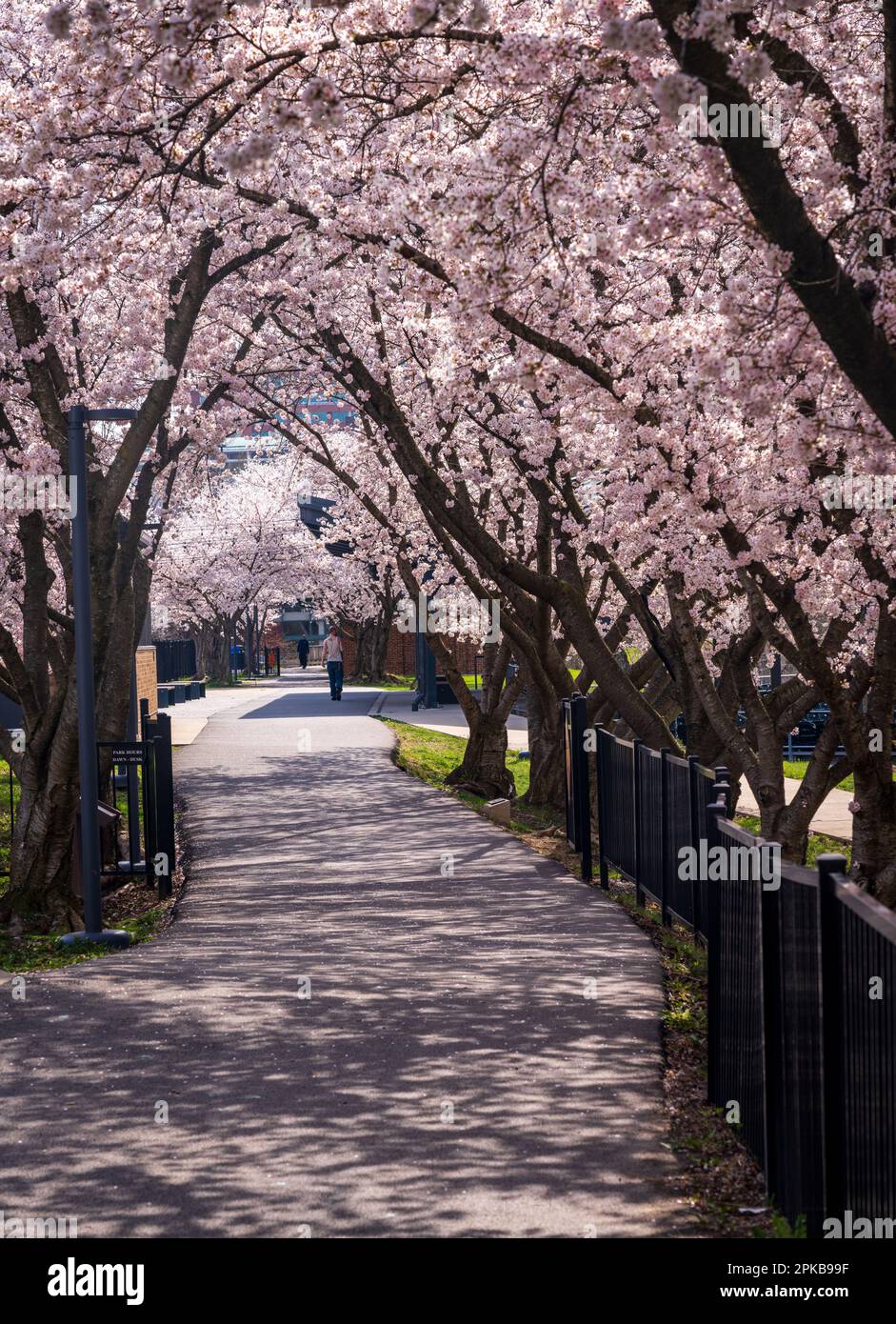 Walking and cycling trail in Morgantown West Virginia with cherry ...