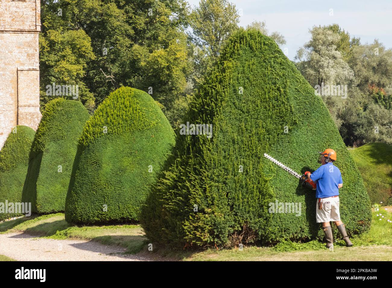 England, Dorset, Forde Abbey & Gardens, Gardener Trimming Topiary Stock ...