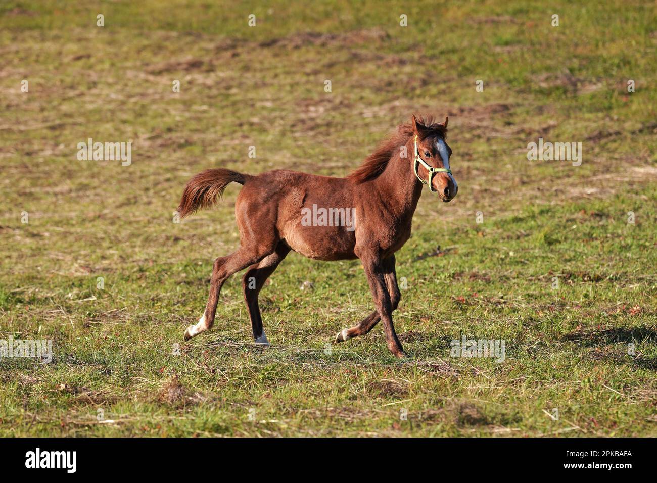 Brown Arabian horse foal running over green field Stock Photo - Alamy