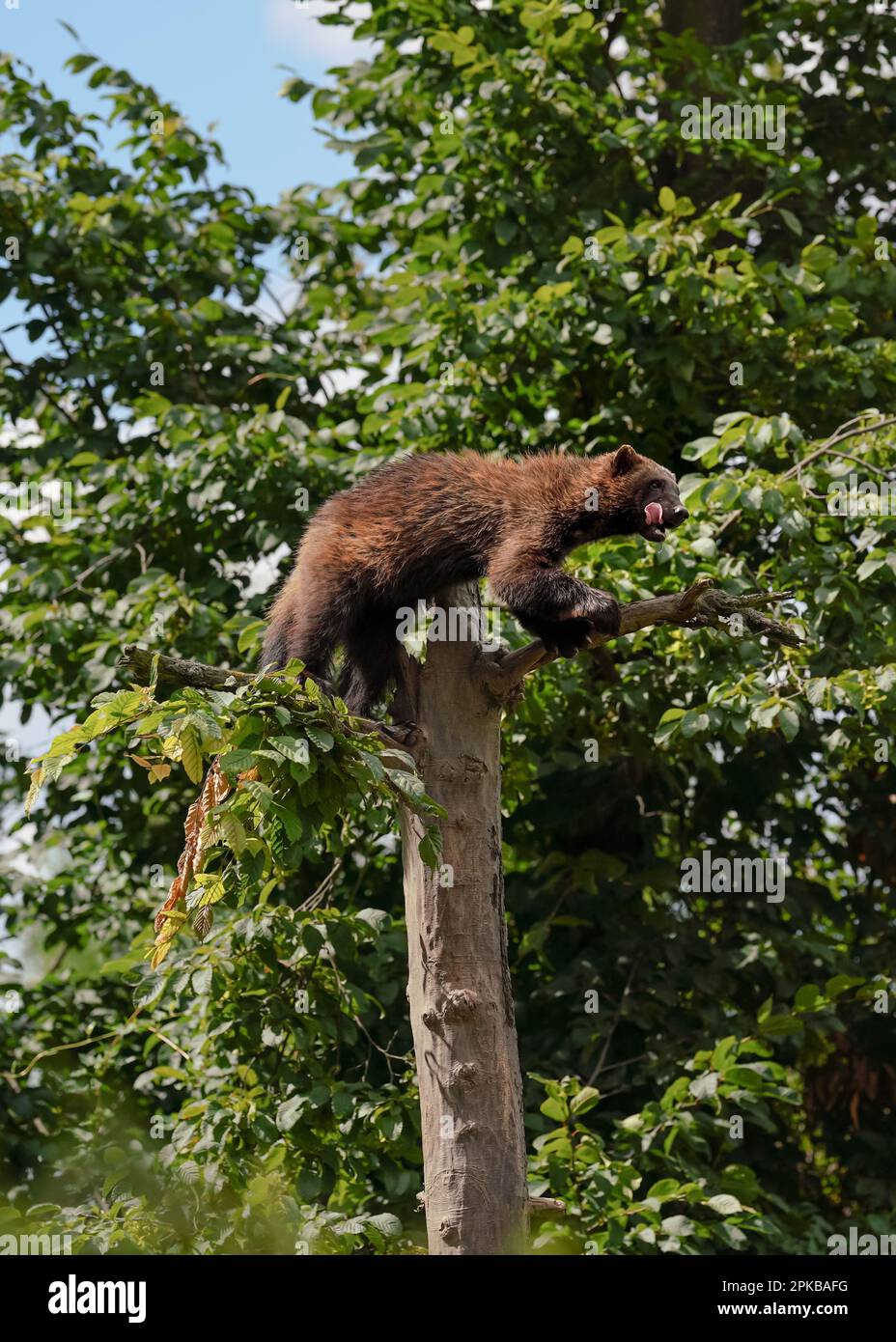 Wolverine aka wolverene - Gulo gulo - resting on top of dry tree ...