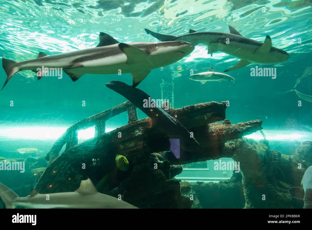 England, Dorset, Bournemouth, Bournemouth Oceanarium, Underwater Tunnel ...