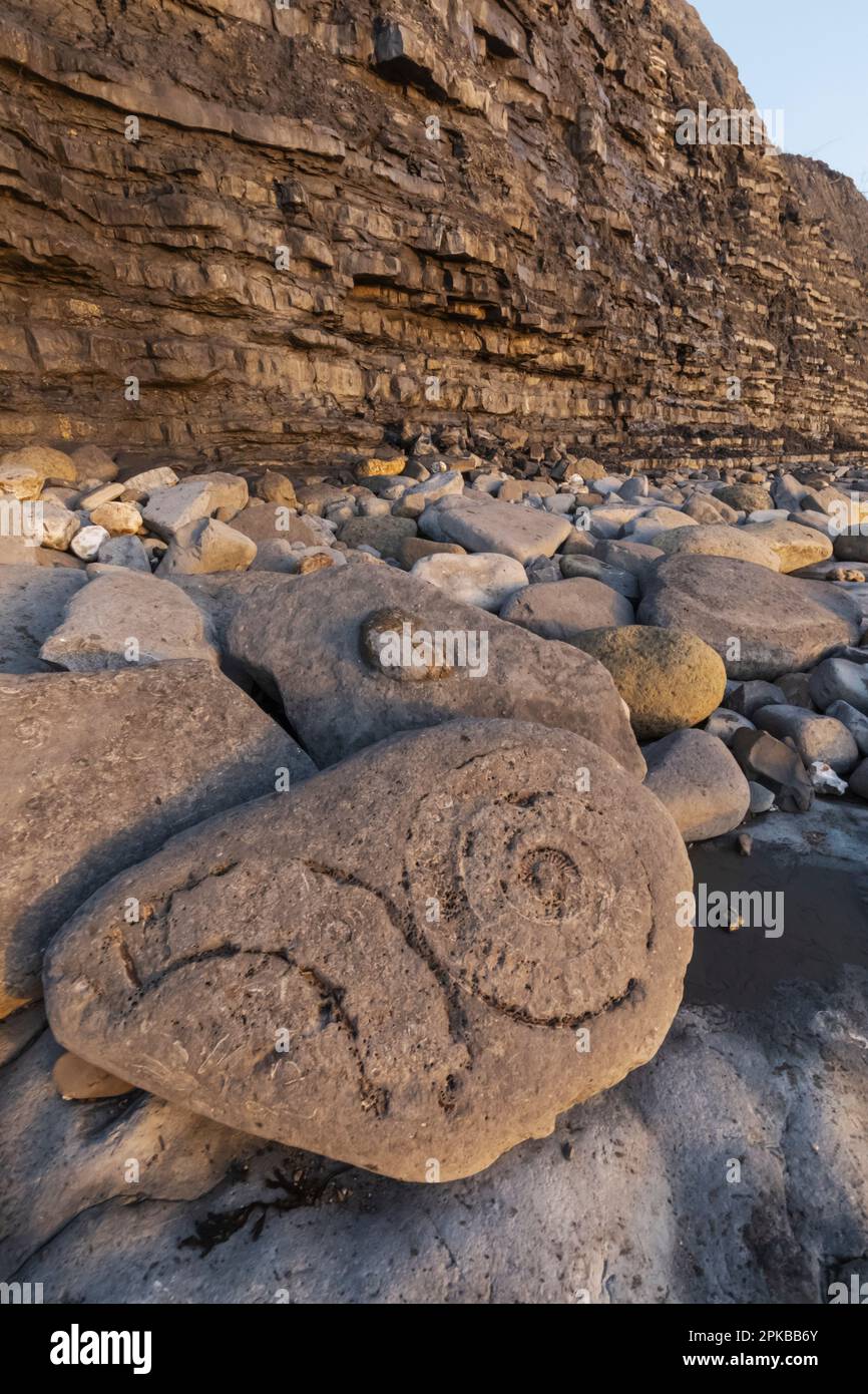 England, Dorset, The Jurassic Coast, Lyme Regis, Monmouth Beach ...