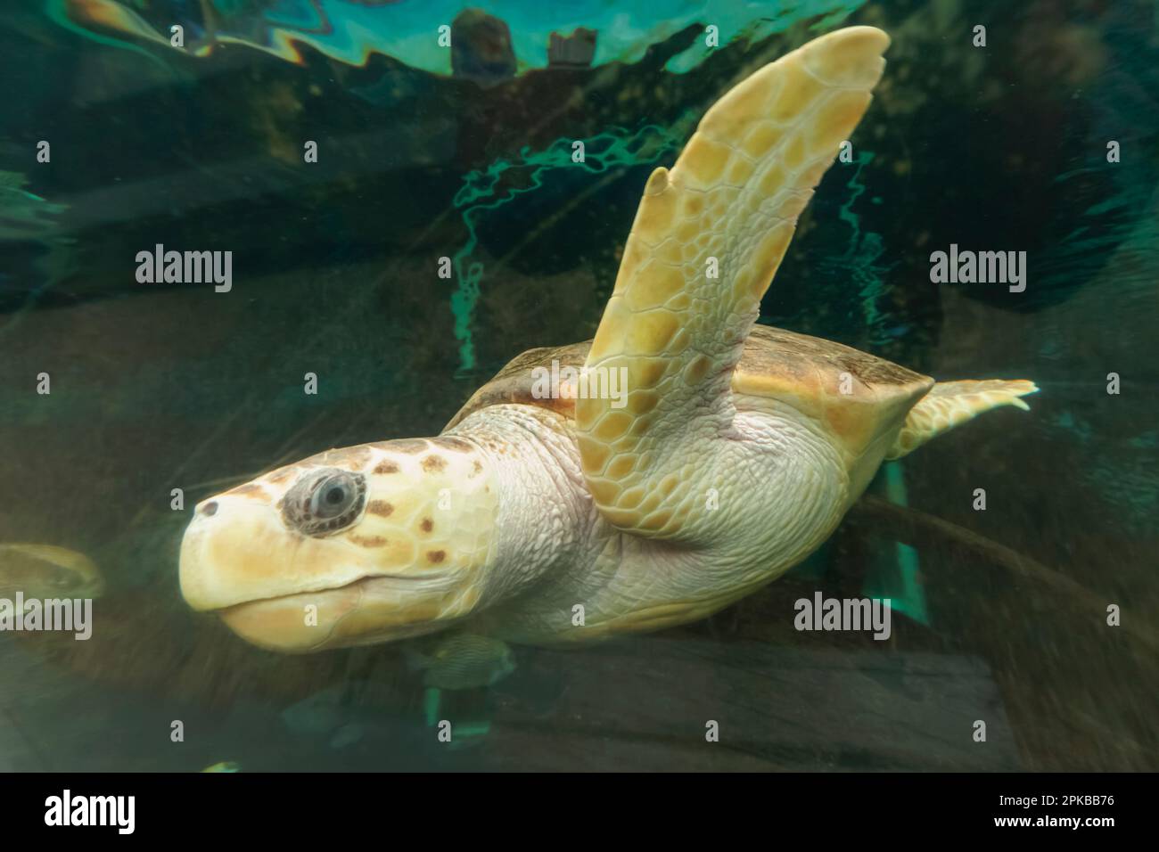 England, Dorset, Bournemouth, Bournemouth Oceanarium, Underwater Tunnel ...