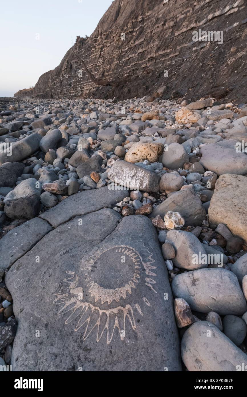 England, Dorset, The Jurassic Coast, Lyme Regis, Monmouth Beach ...