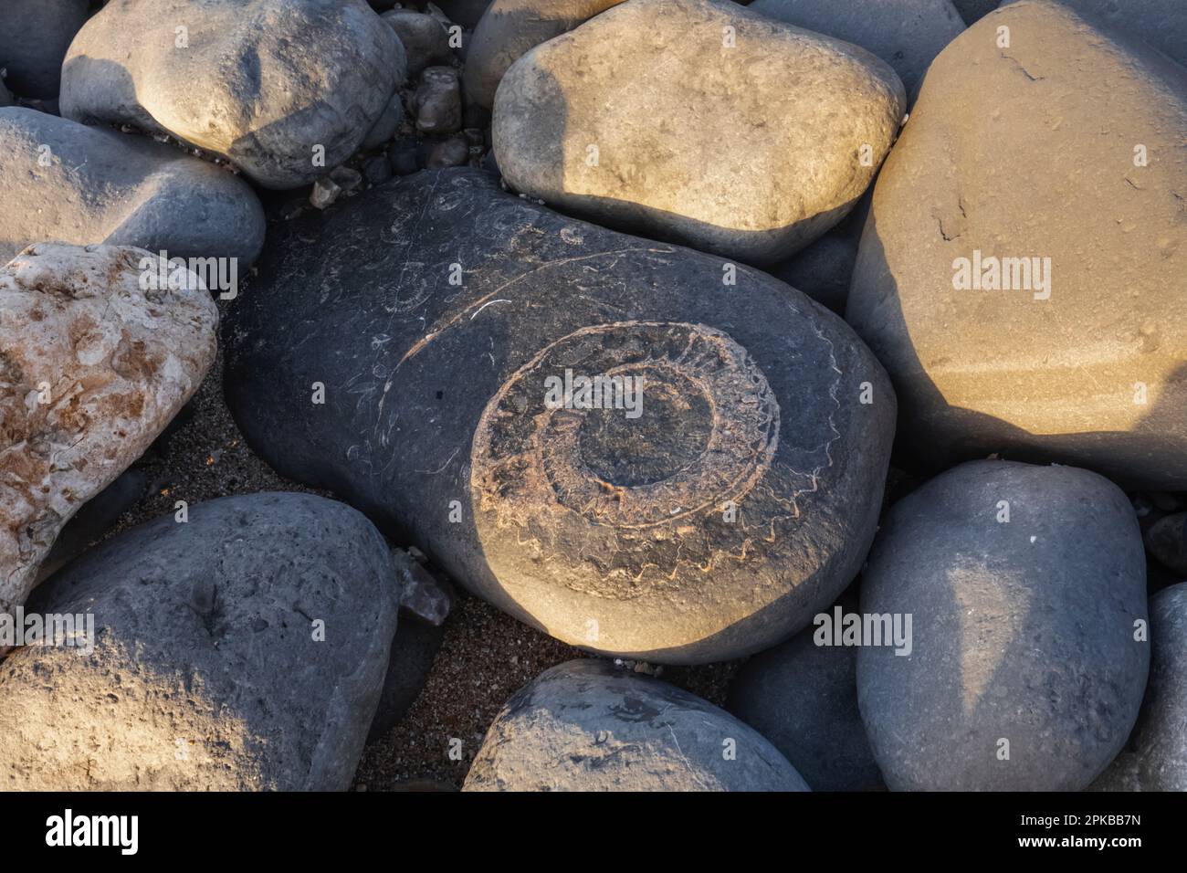 England, Dorset, The Jurassic Coast, Lyme Regis, Monmouth Beach ...
